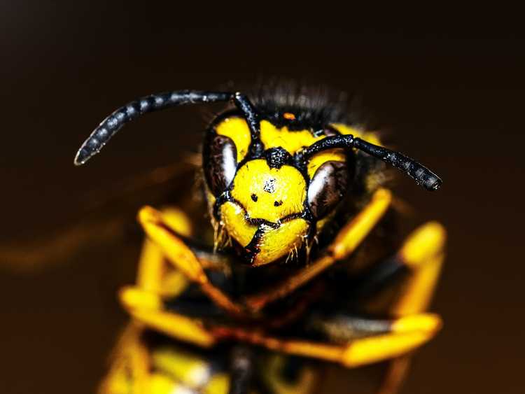 Primeval Monster | Hornets